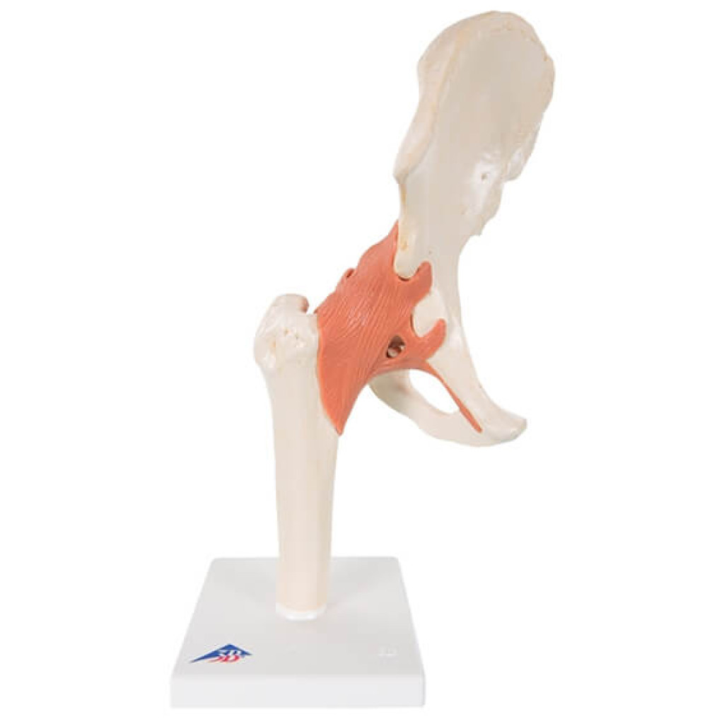 Model – Hip Joint A81 | Access Health