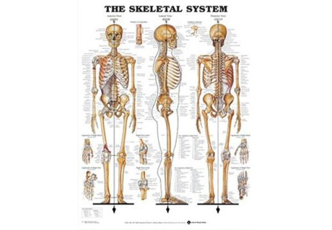 Chart Skeletal System - Multiple Options | Access Health